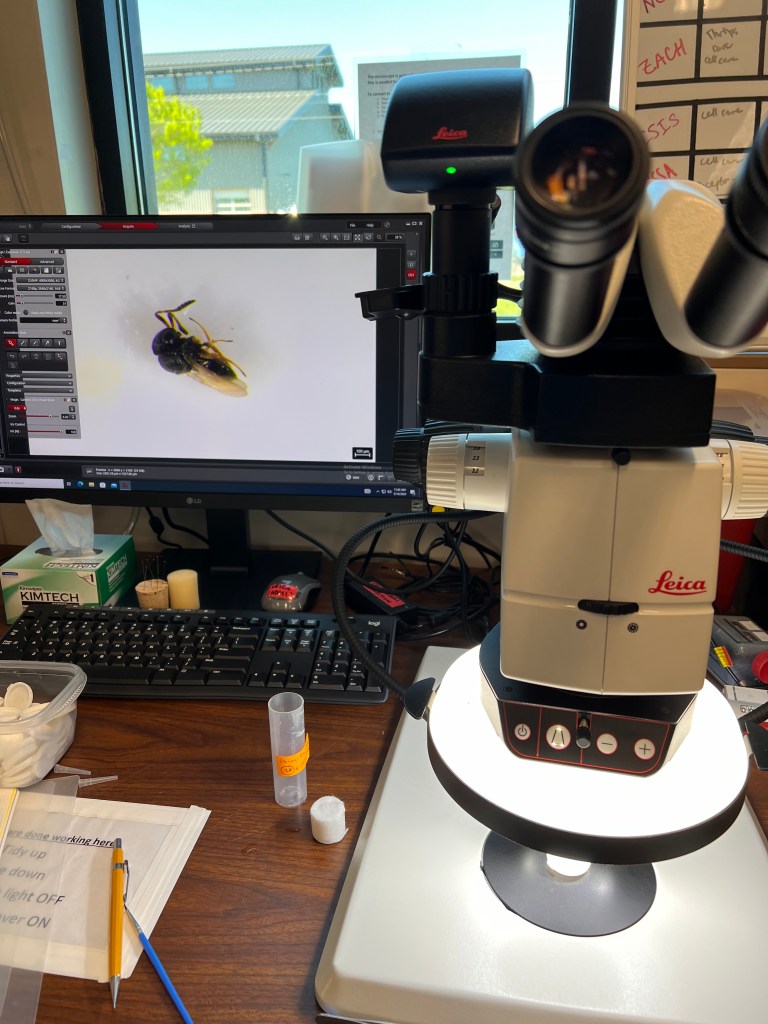 Measuring a Samurai Wasp (Trissolcus japonicus) – Nicholas McDonald