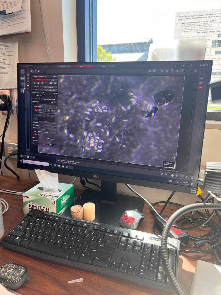 Measuring a Samurai Wasp (Trissolcus japonicus) – Nicholas McDonald